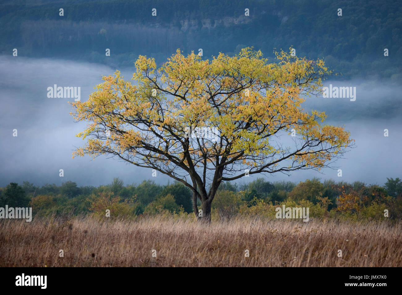 Tree landscape landscape with nature hi-res stock photography and ...
