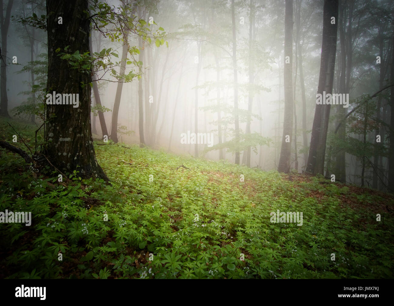 green plants on forest ground, lush vegetation natural landscape Stock ...