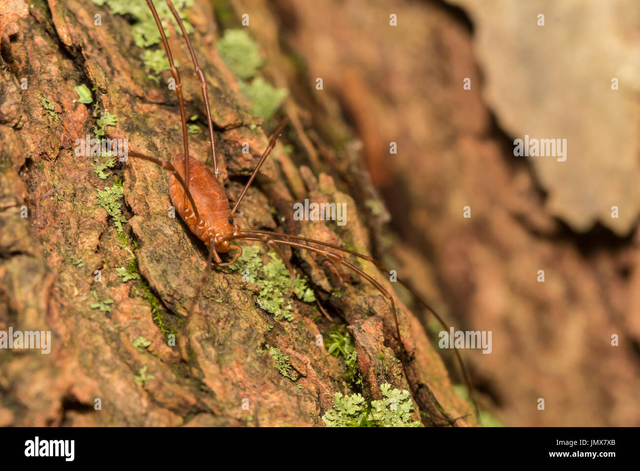 Predatory mite hi-res stock photography and images - Alamy