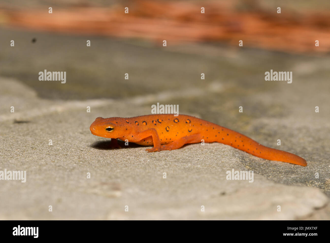 Eastern newt (red eft stage) sitting on a boulder - Notophthalmus ...