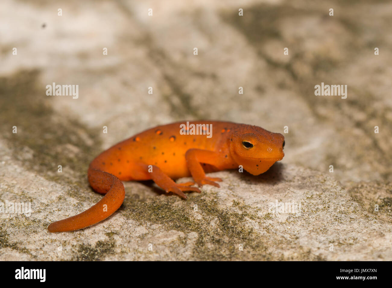 Eastern newt (red eft stage) sitting on a boulder - Notopthalmus ...
