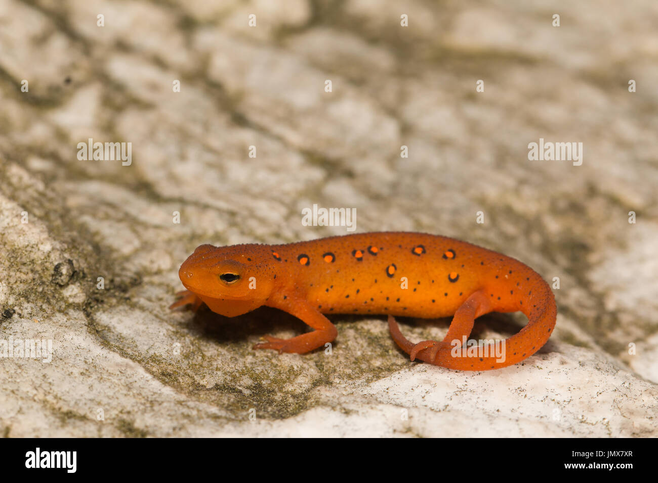 Eastern newt (red eft stage) sitting on a boulder - Notopthalmus ...