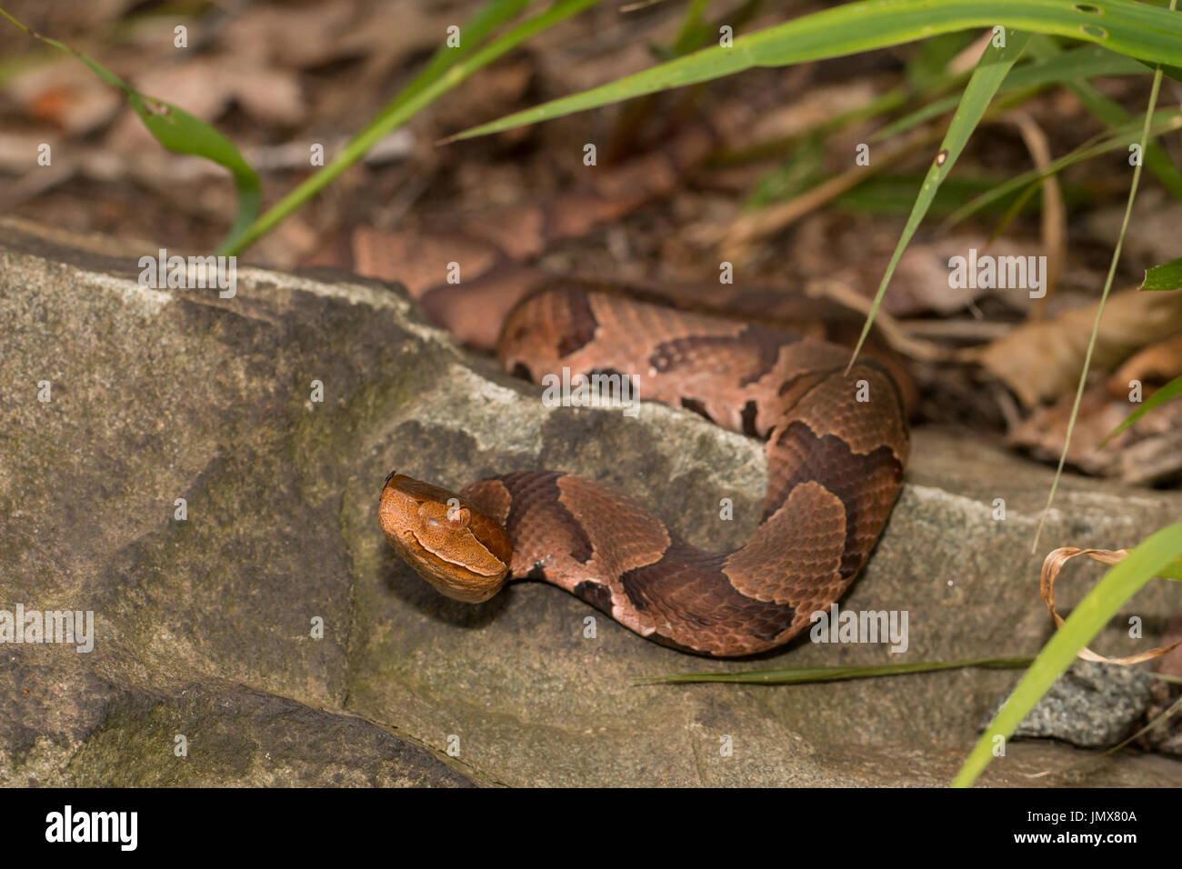 Northern Copperhead - Agkistrodon contortrix mokasen Stock Photo - Alamy