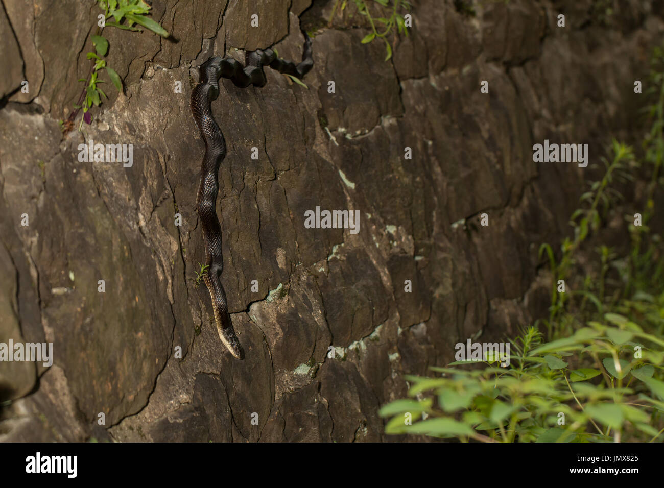 Eastern black rat snake - Pantherophis alleghaniensis Stock Photo - Alamy