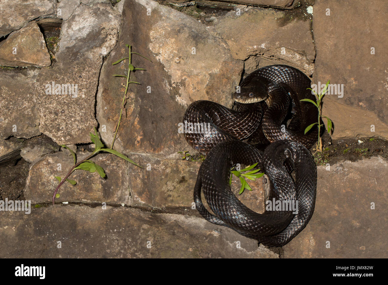 Eastern black rat snake - Pantherophis alleghaniensis Stock Photo - Alamy