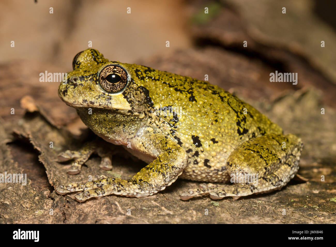 Green morph northern gray tree frogs - Hyla versicolor Stock Photo - Alamy