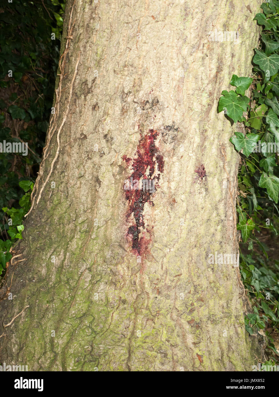 Blood mark on a tree hi-res stock photography and images - Alamy