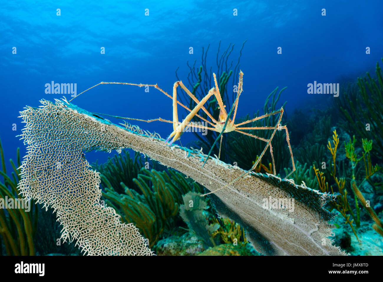 Reef crab hi-res stock photography and images - Alamy