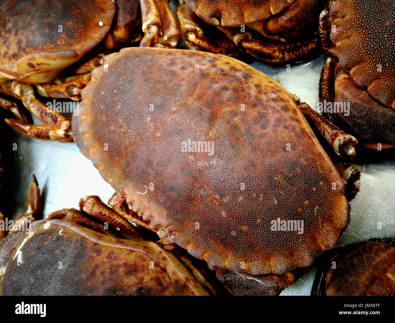 Edible giant crab hi-res stock photography and images - Alamy
