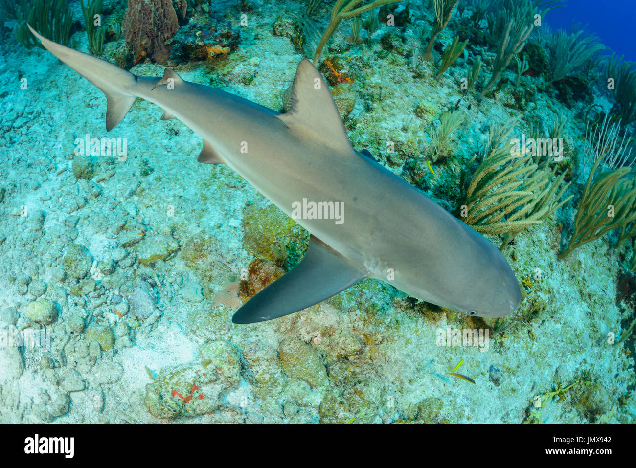 Carcharhinus perezii, Caribbean reef shark in Coralreef, Cooper Island ...