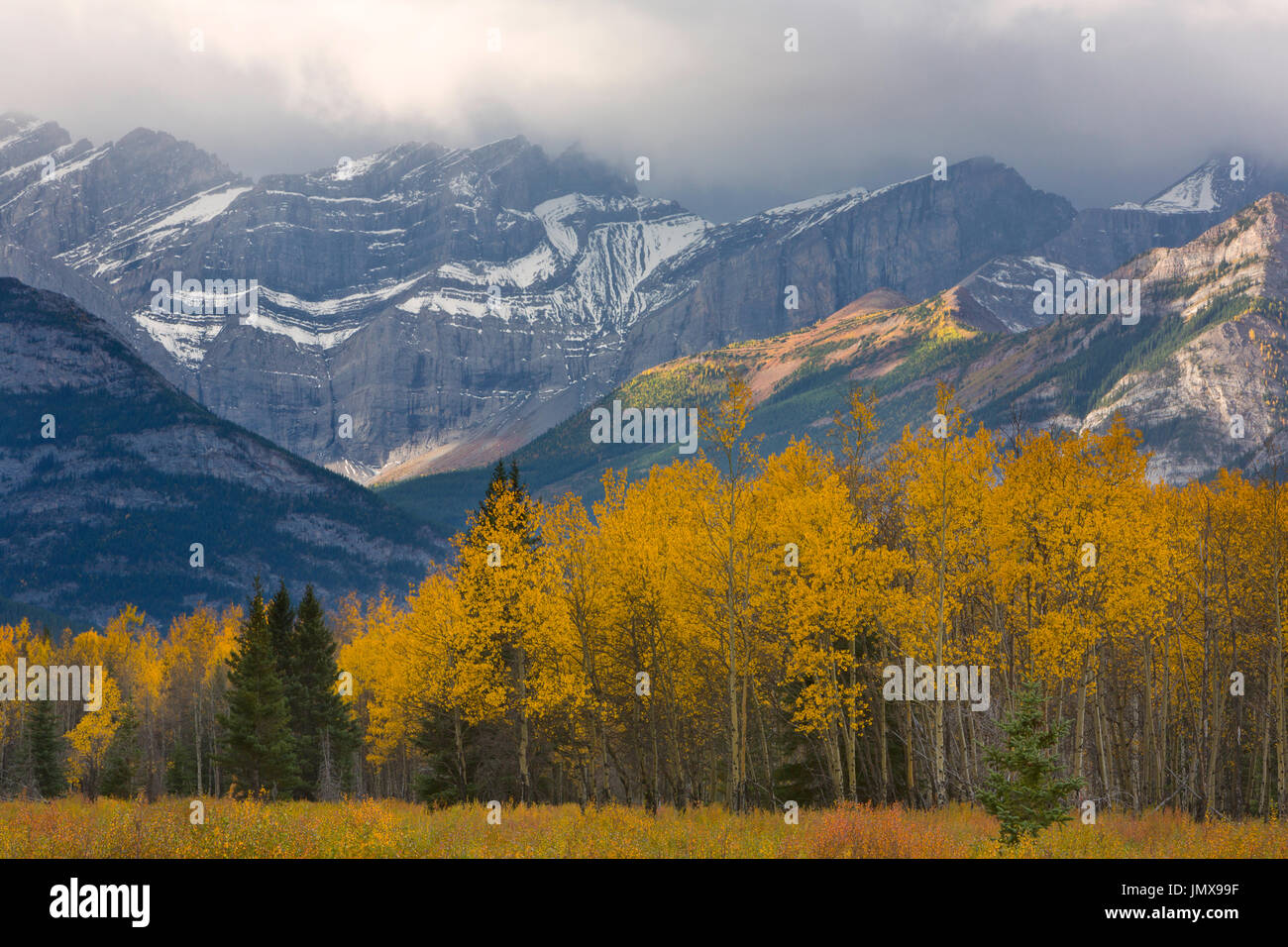 Fall color amongst the aspen in Banff National Park, Alberta, Canada ...