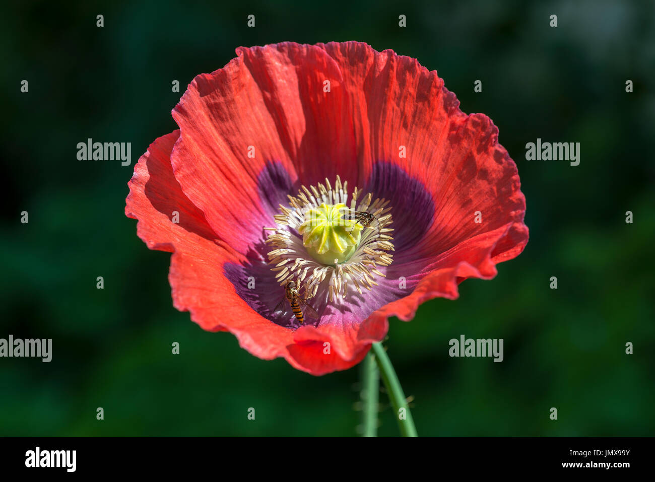 Single war poppy hi-res stock photography and images - Alamy
