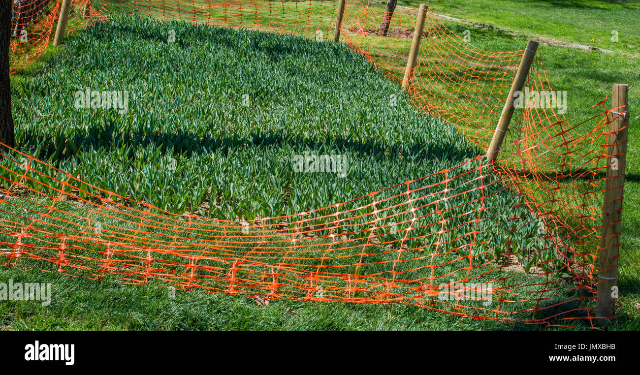 Rubber fence protection in the tulip garden Stock Photo - Alamy