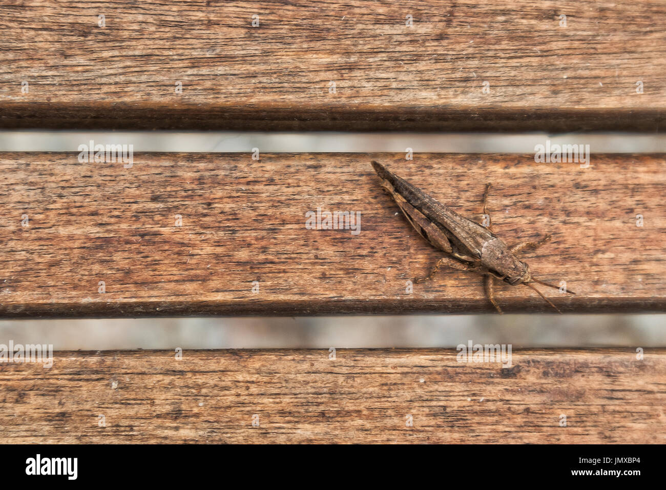 Grasshopper surface pattern hi-res stock photography and images - Alamy