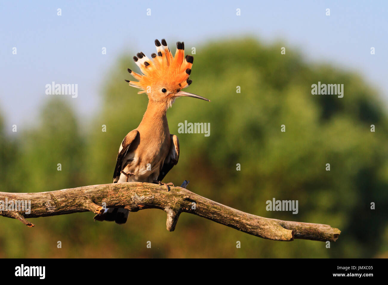 crown on the head of a bird,wildlife Stock Photo - Alamy