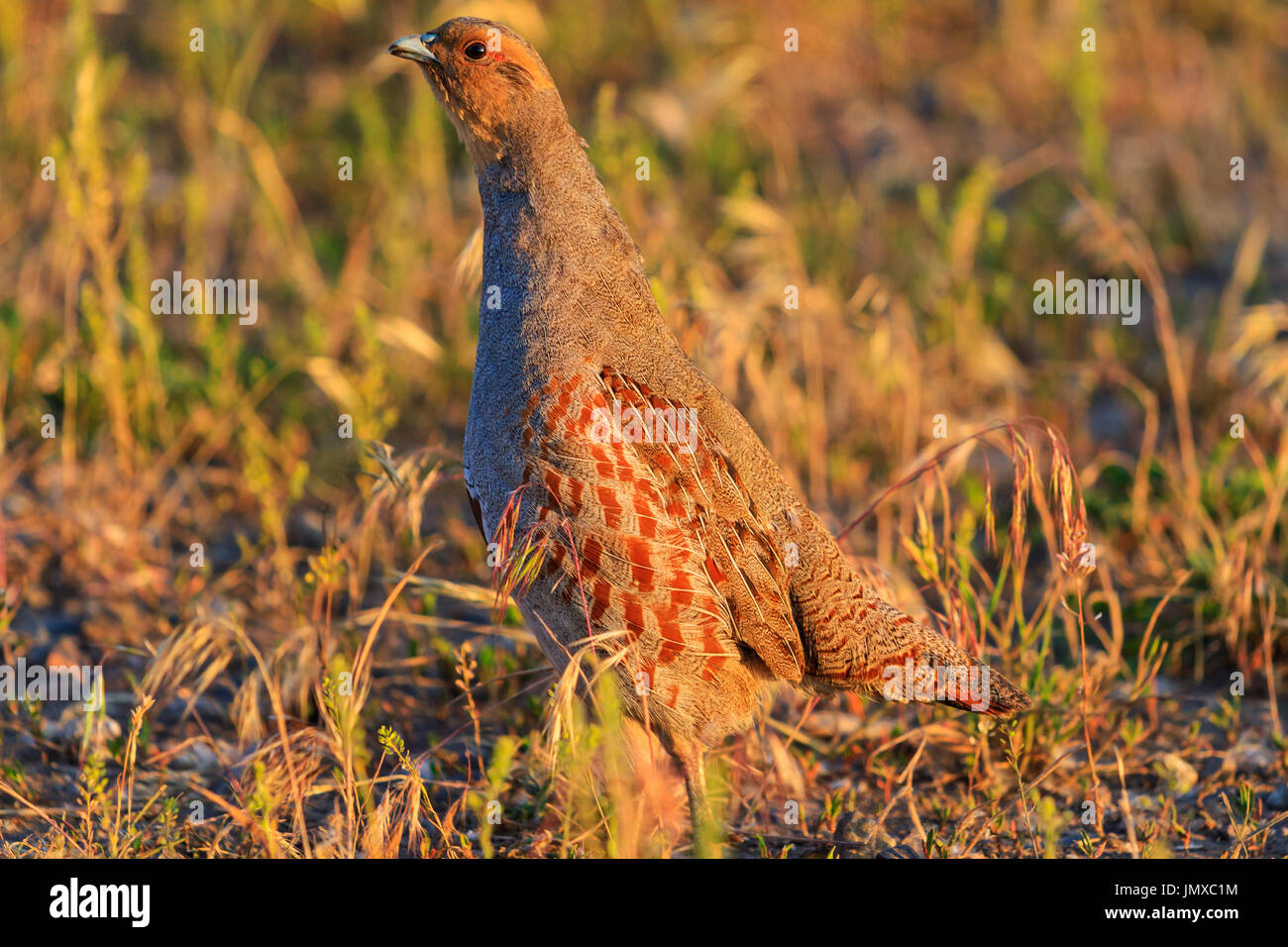 Gray partridge in dry grass,wildlife Creative photos Stock Photo - Alamy