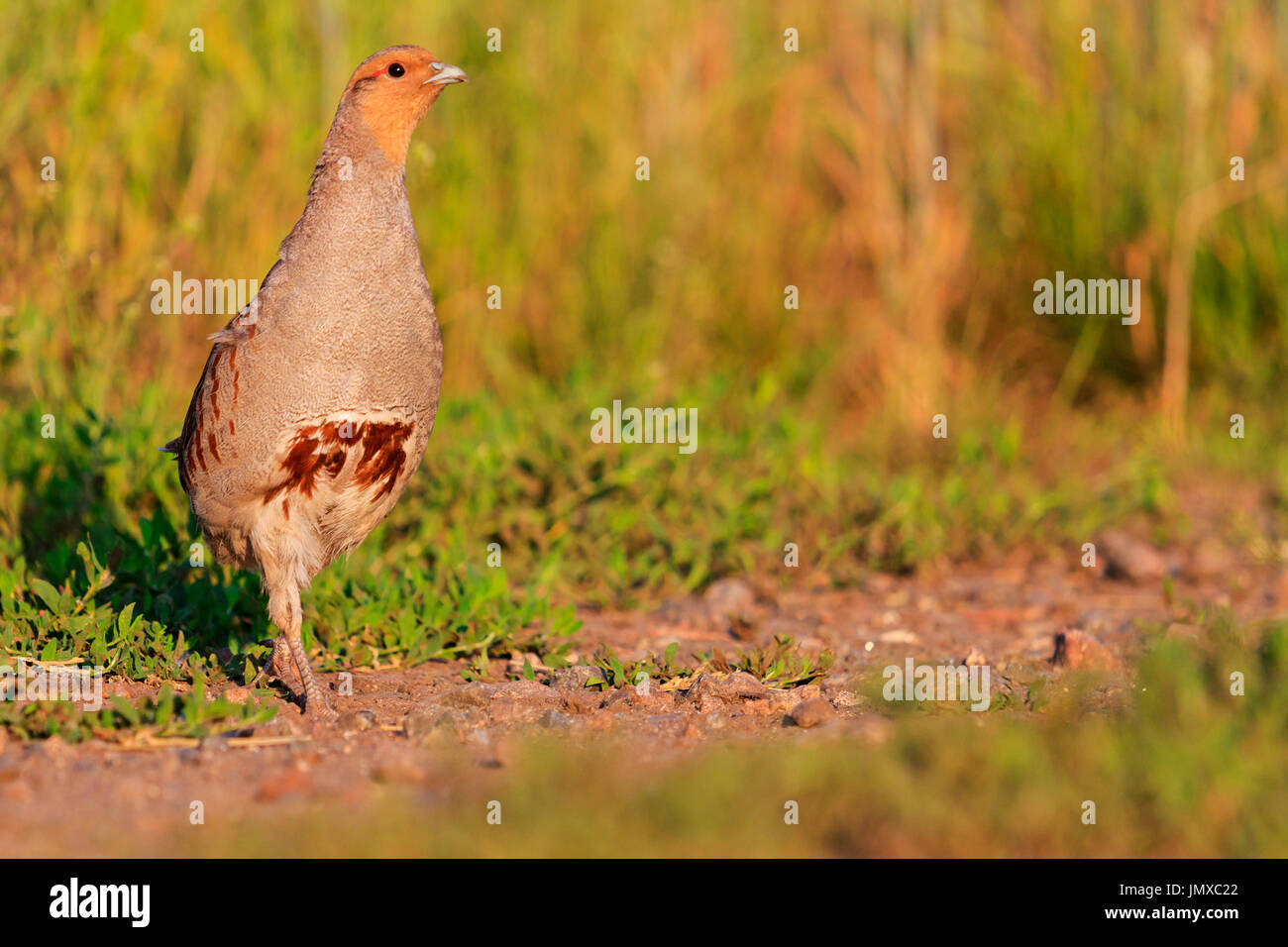 partridge hunting trophy goes on the trail,wildlife Stock Photo - Alamy