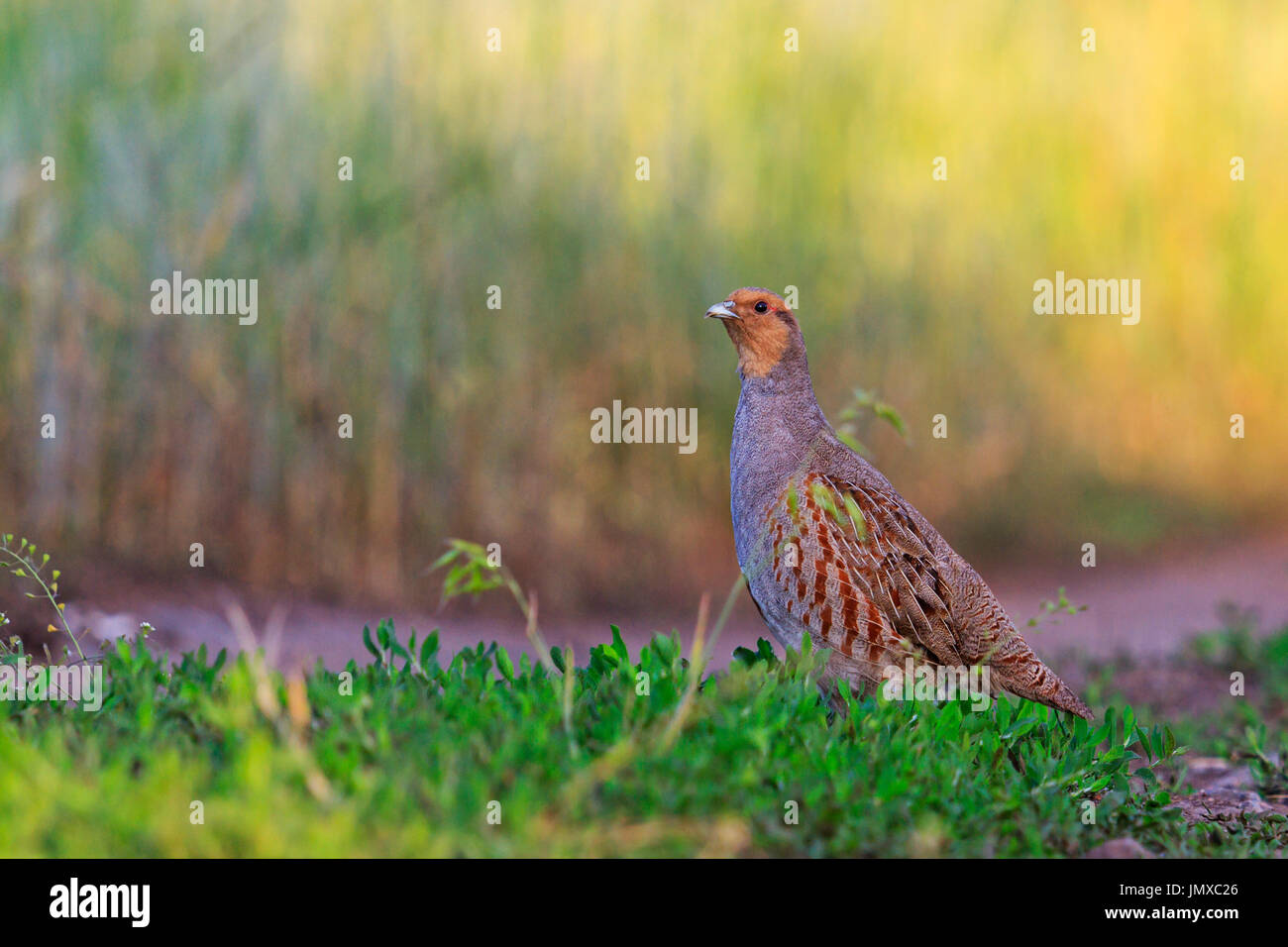 Gray partridge in the summer in the midst of lush greenery,wildlife ...