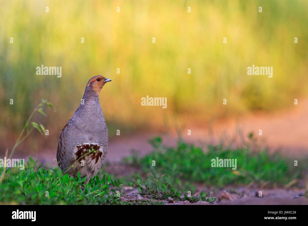 Gray partridge in the summer in the middle of a green grass,wildlife ...