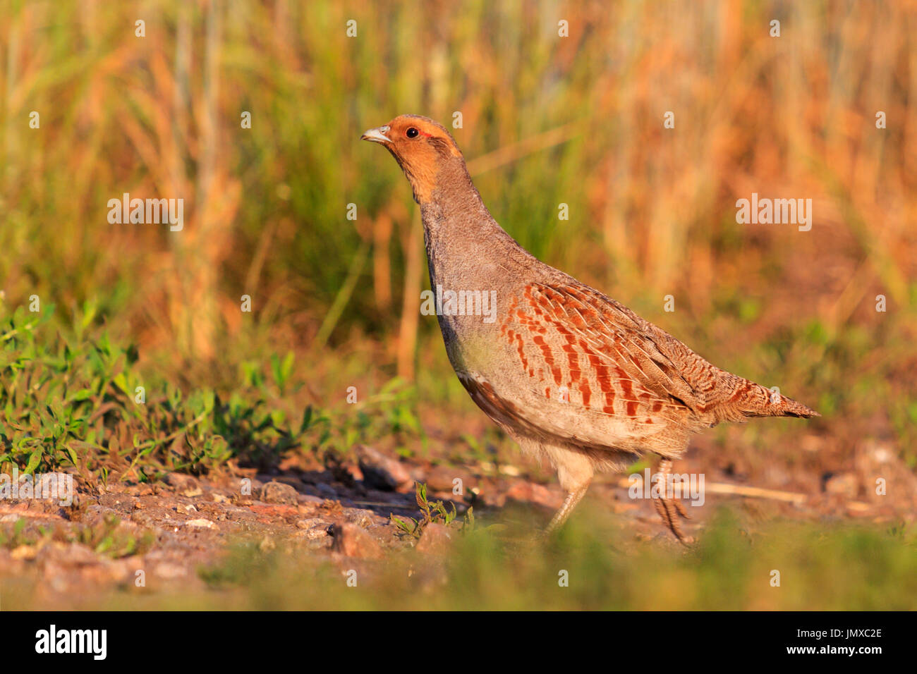 Gray Partridge hiding from a hunter,wildlife Creative photos Stock ...