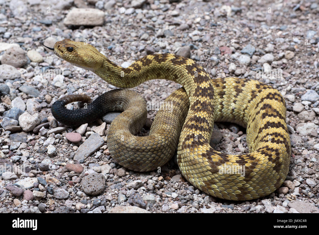 Black Tailed Rattlesnake