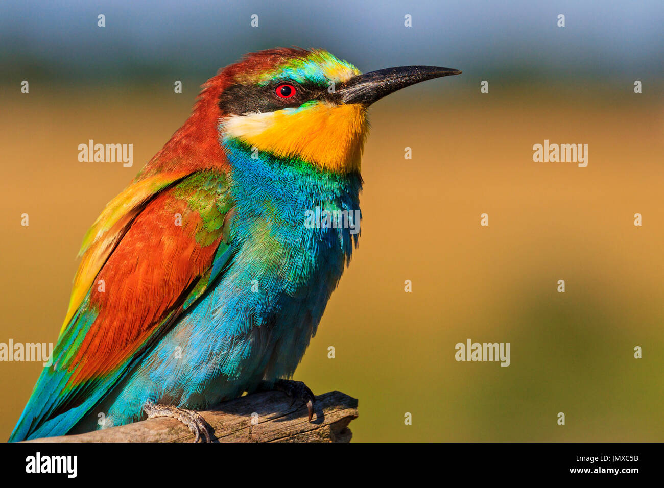 iridescent feathers of a bird,wildlife Creative photos Stock Photo - Alamy