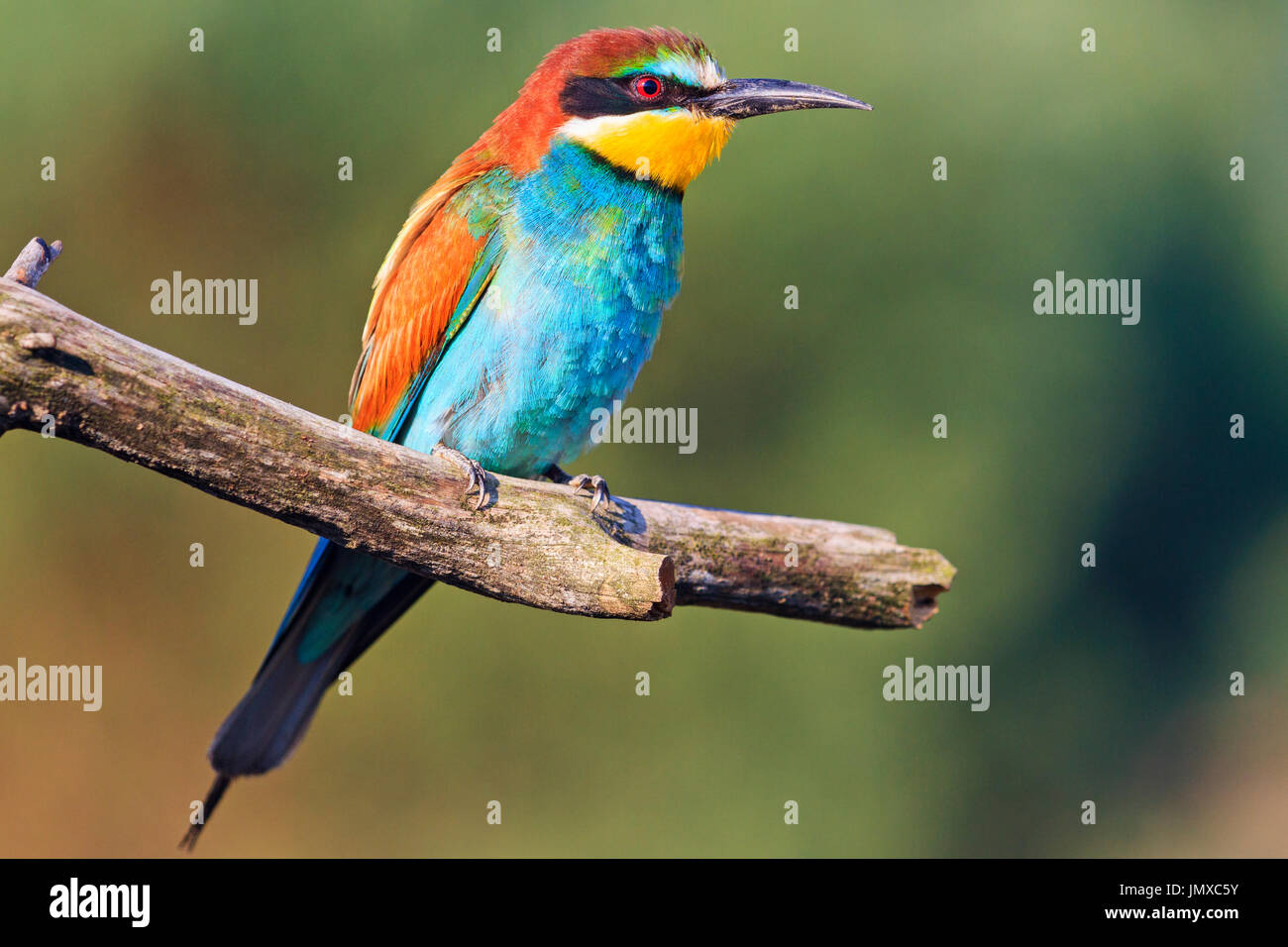 Birds singing dusk hi-res stock photography and images - Alamy