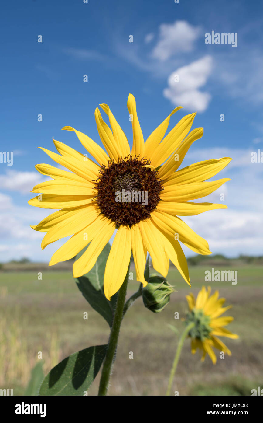 Annual Sunflower, (Helianthus annuus), Bosque del Apache National ...