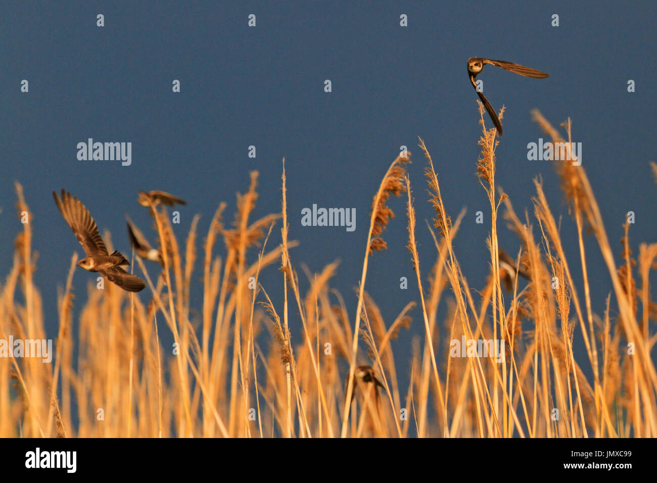 two birds chasing each other on the background of stormy sky,wildlife ...