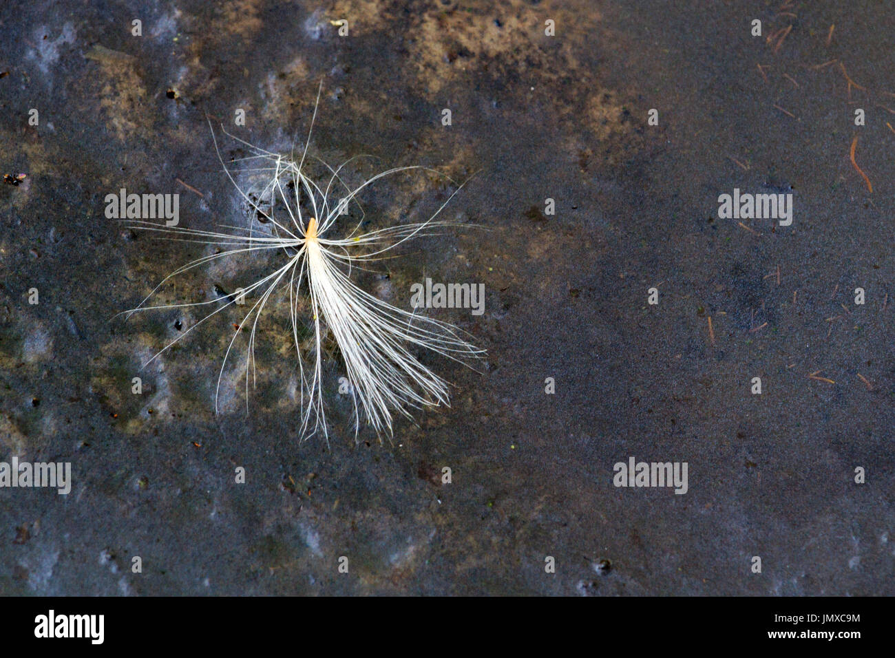 White fluff in black mud,texture, creative photos Stock Photo - Alamy