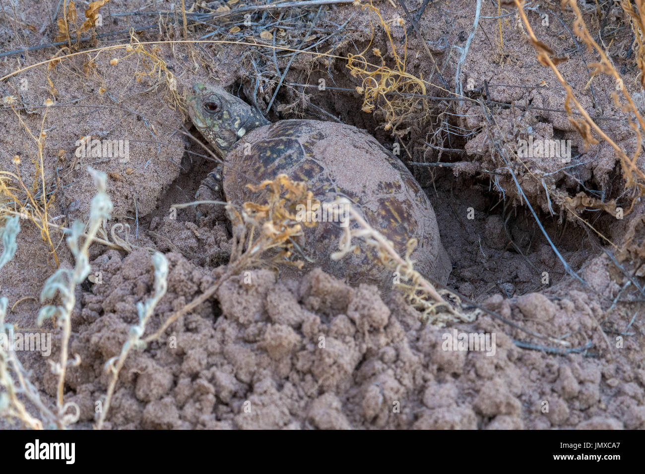 Female Desert Box Turtle, (Terrapene ornate luella), nesting. Bosque ...