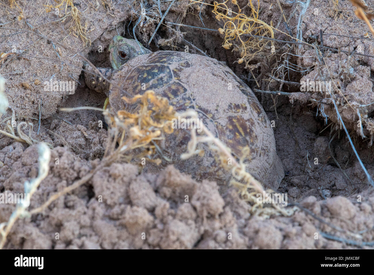 Female Desert Box Turtle, (Terrapene ornate luella), nesting. Bosque ...