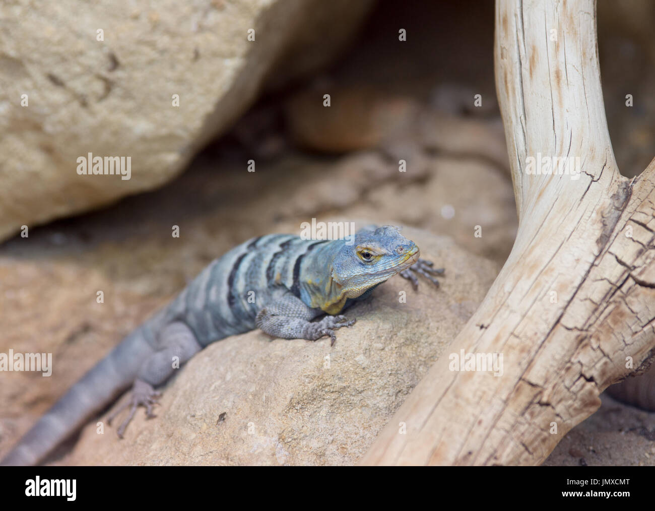 Baja Blue Rock Lizard High Resolution Stock Photography and Images - Alamy