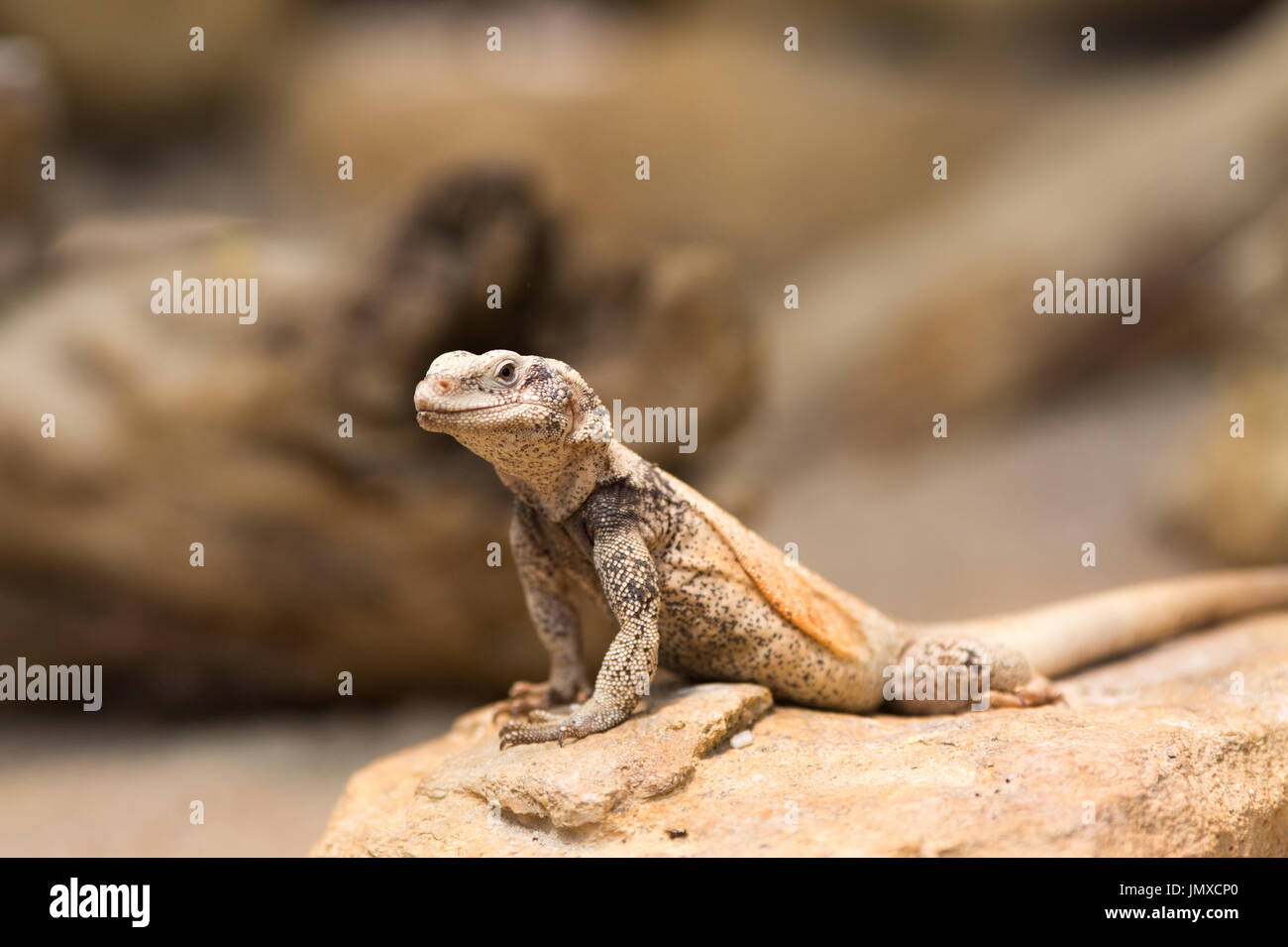 Portrait of chuckwalla lizard basking on rock Stock Photo - Alamy