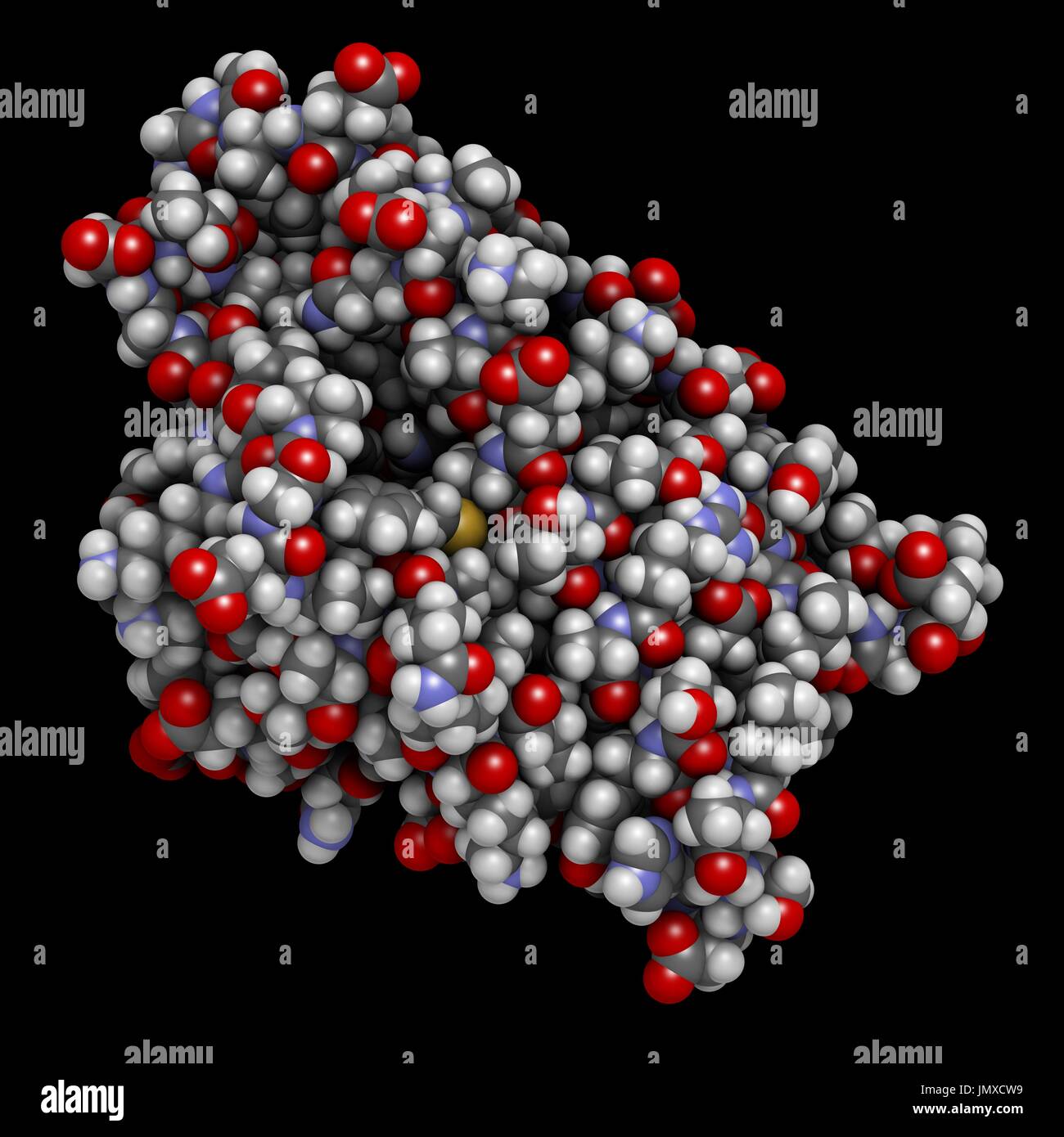 Birch pollen allergen protein Bet V1. Space-filling model with ...