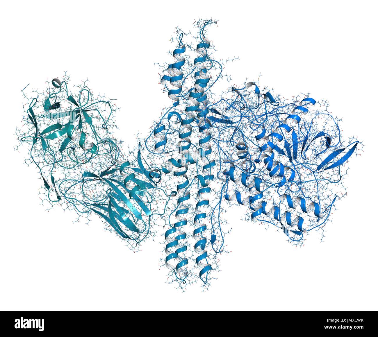 Botulinum toxin neurotoxic protein hi-res stock photography and images ...