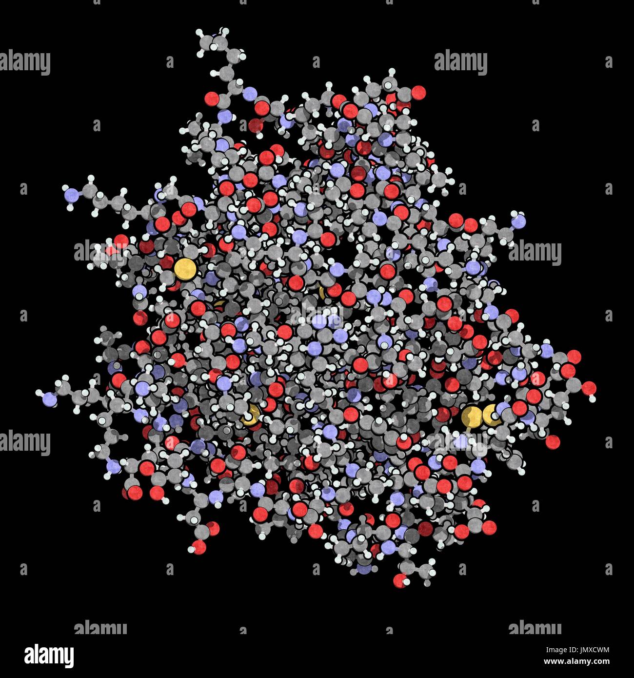 Bovine beta-lactoglobulin protein. Major whey protein, present in cow ...