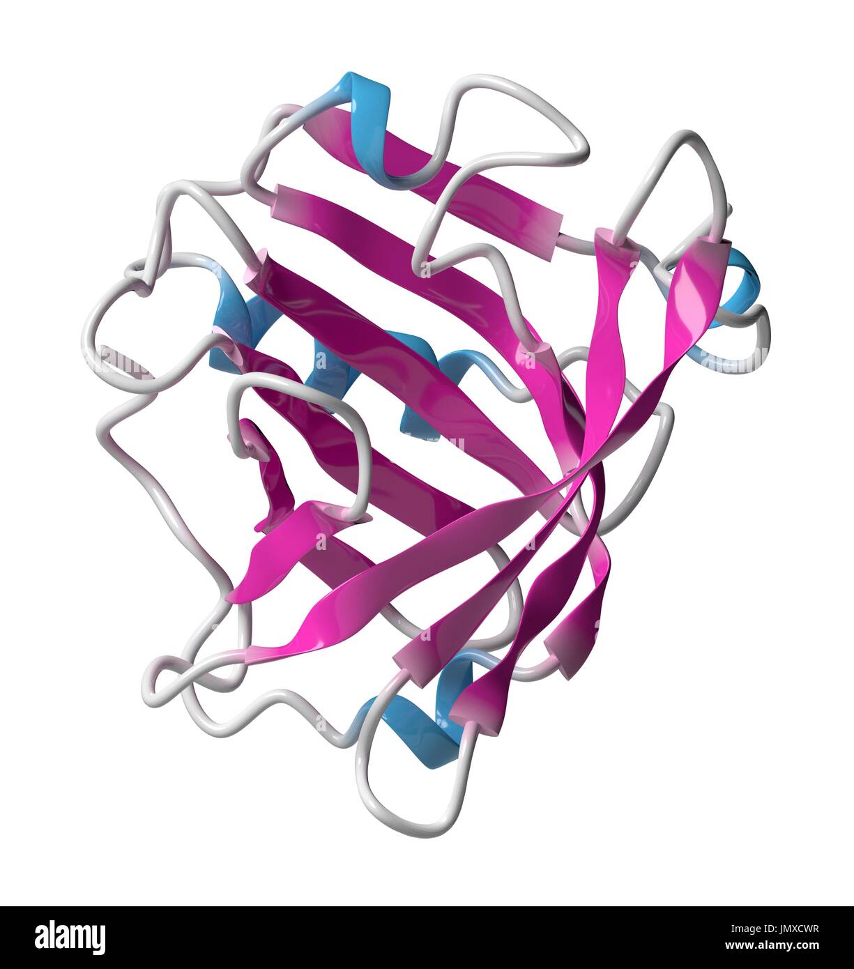 Bovine beta-lactoglobulin protein. Major whey protein, present in cow ...