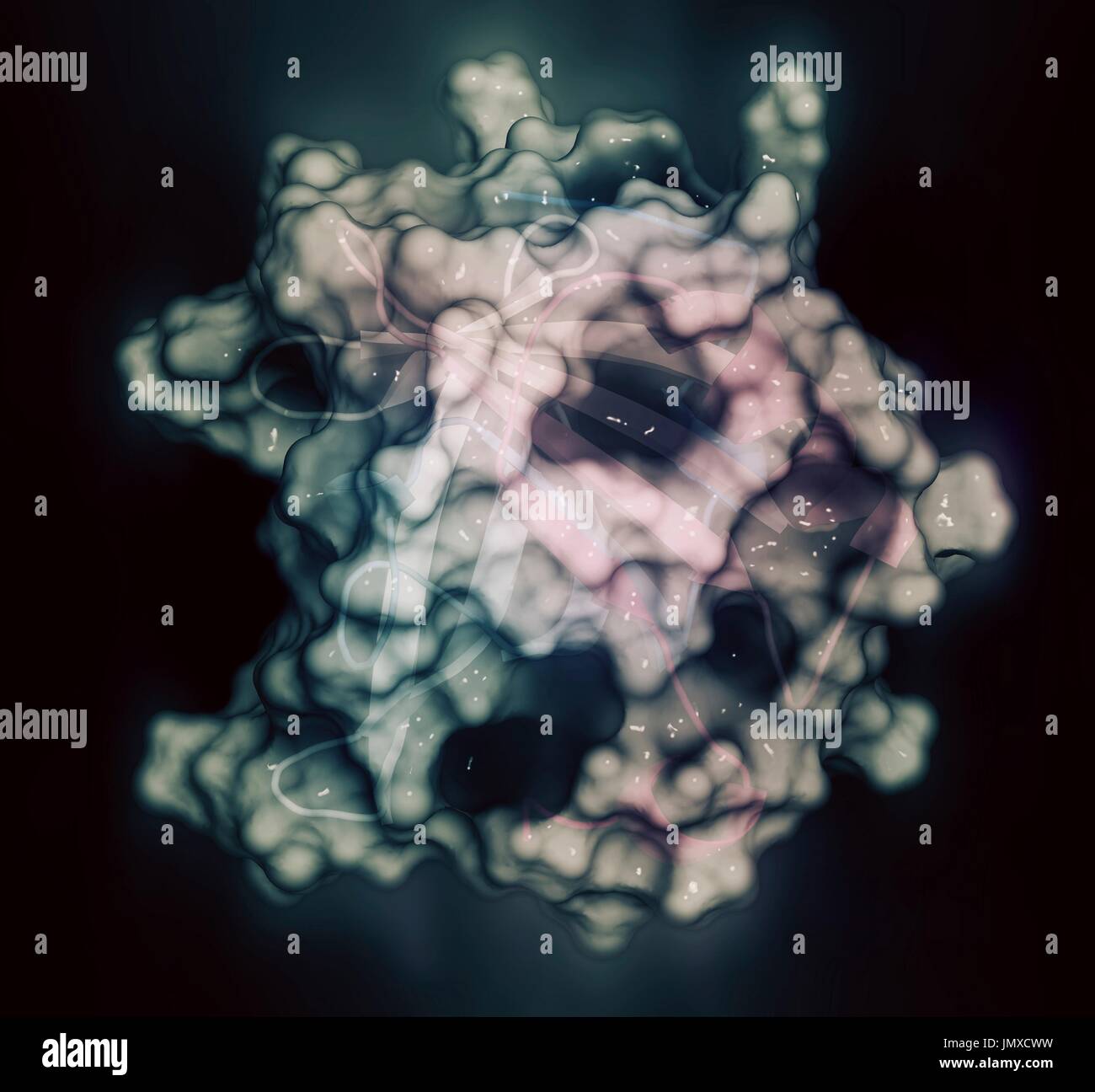 Bovine beta-lactoglobulin protein. Major whey protein, present in cow ...