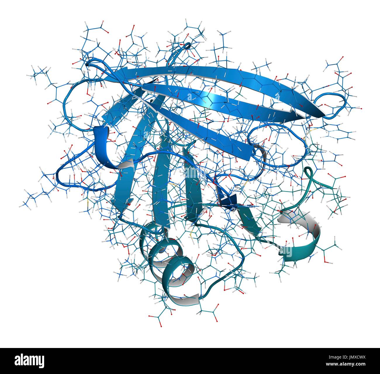 Bovine beta-lactoglobulin protein. Major whey protein, present in cow ...