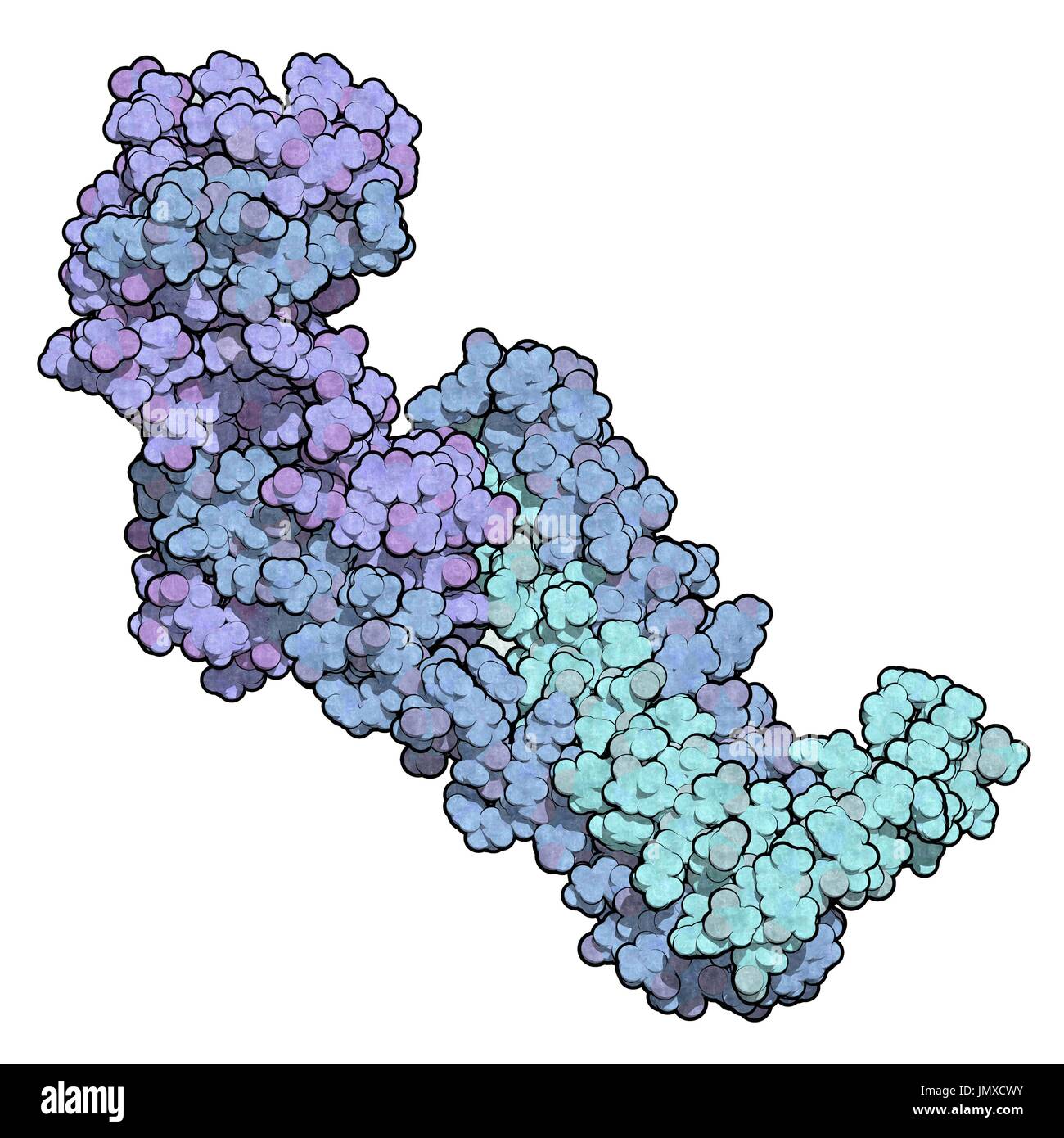 Structure of the human cardiac troponin core domain. Composed of three ...