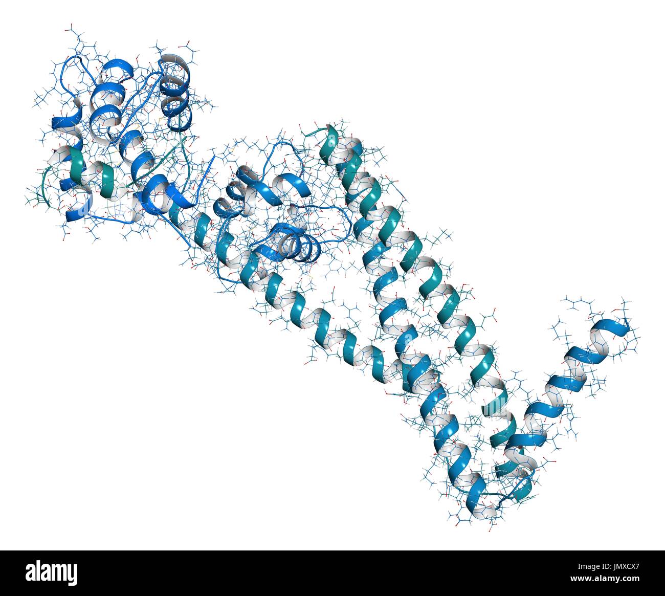 Structure of the human cardiac troponin core domain. Composed of three ...