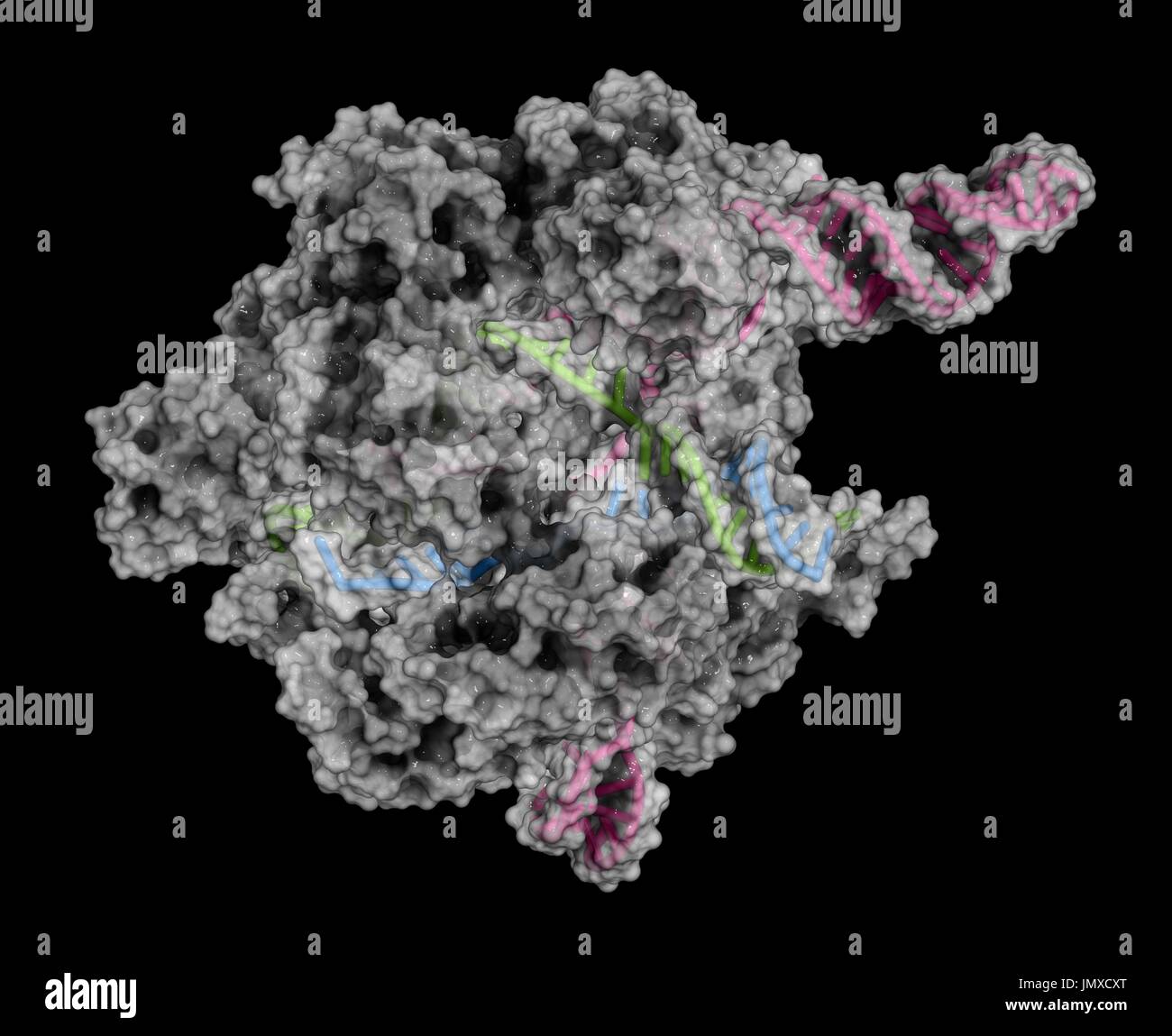 CRISPR-CAS9 gene editing complex from Streptococcus pyogenes. The Cas9 ...