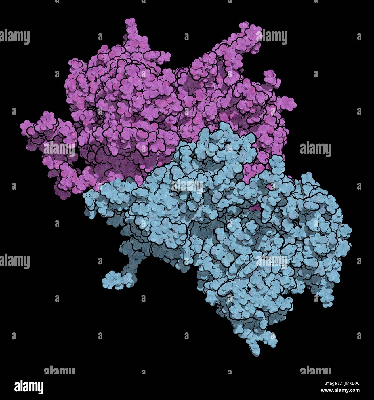Coagulation factor VIII (fVIII) protein. Deficiency causes haemophilia ...
