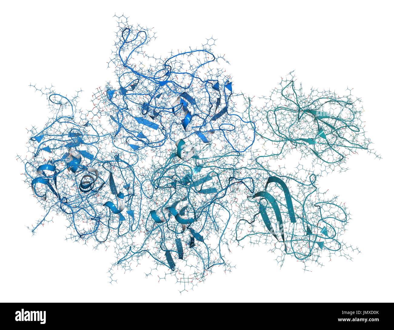 Coagulation factor VIII (fVIII) protein. Deficiency causes haemophilia ...