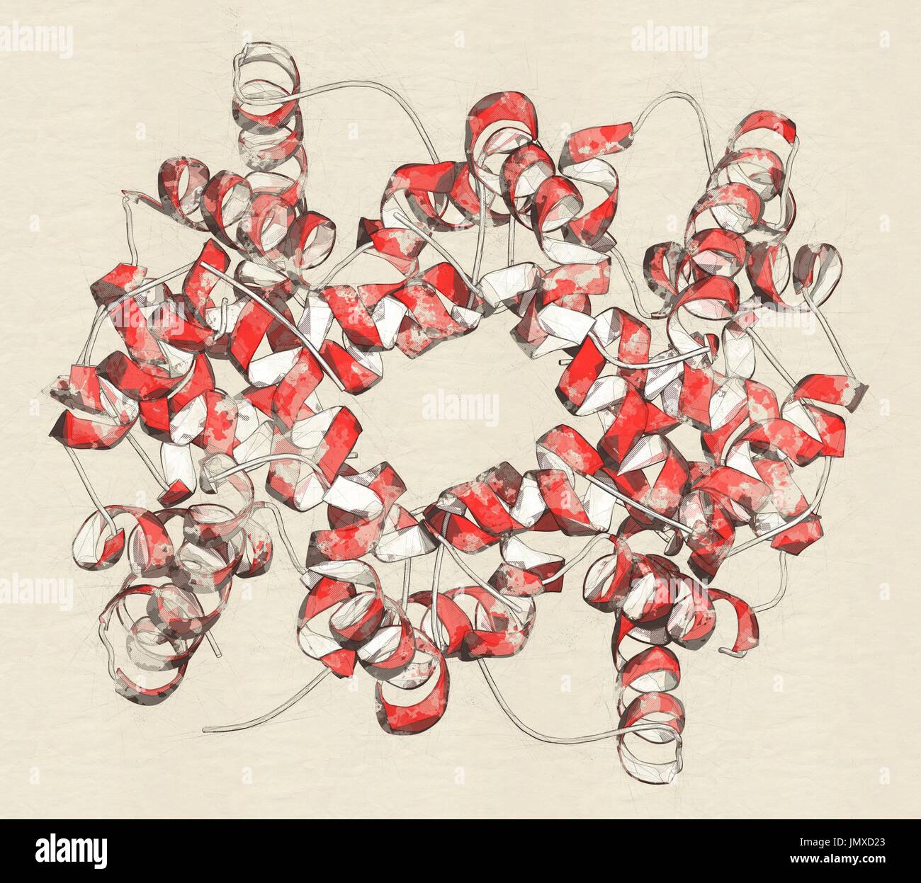 Haemoglobin (human, Hb) protein. Iron-containing oxygen transport ...
