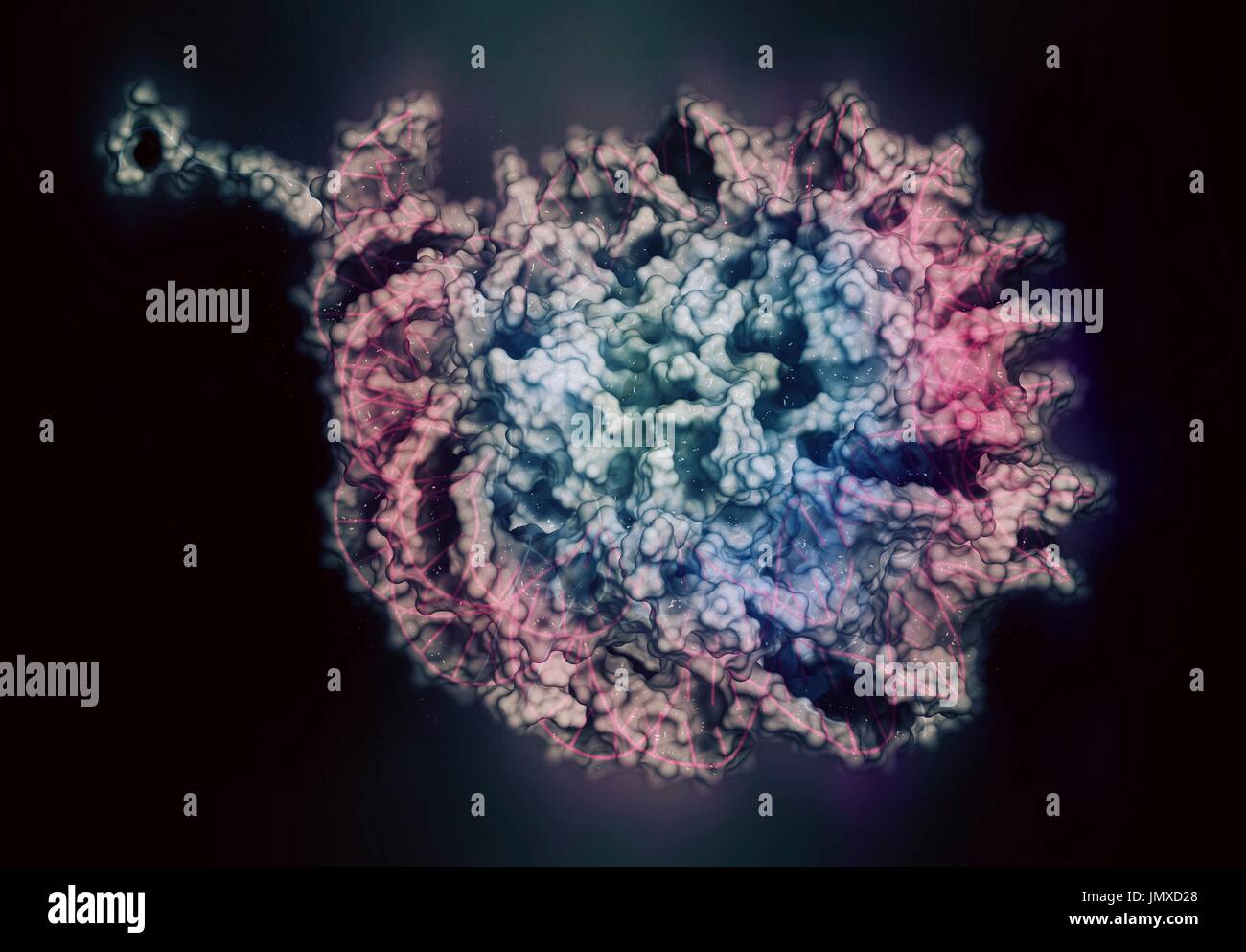 Nucleosome hi-res stock photography and images - Alamy