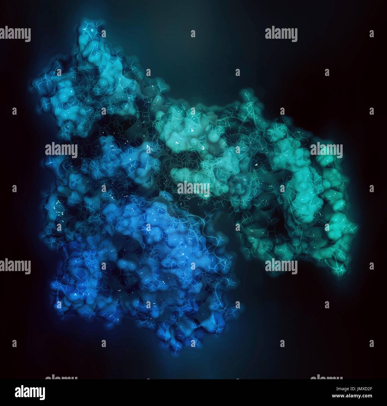 Human serum albumin (HSA) protein. Most abundant protein in human blood ...