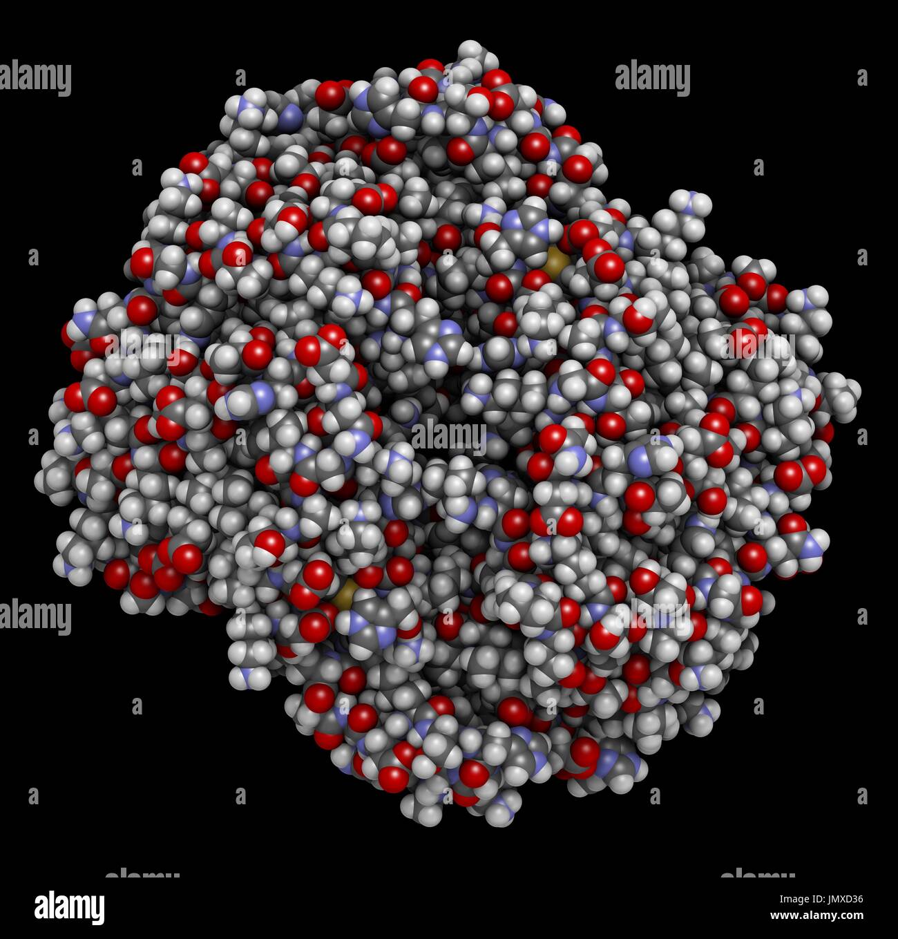 Haemoglobin protein High Resolution Stock Photography and Images - Alamy