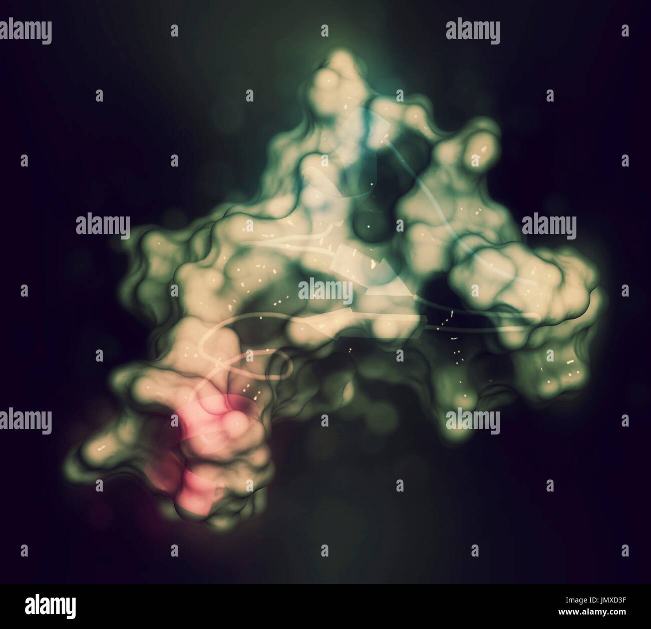 Epidermal growth factor (EGF) signalling protein molecule. Stylized ...
